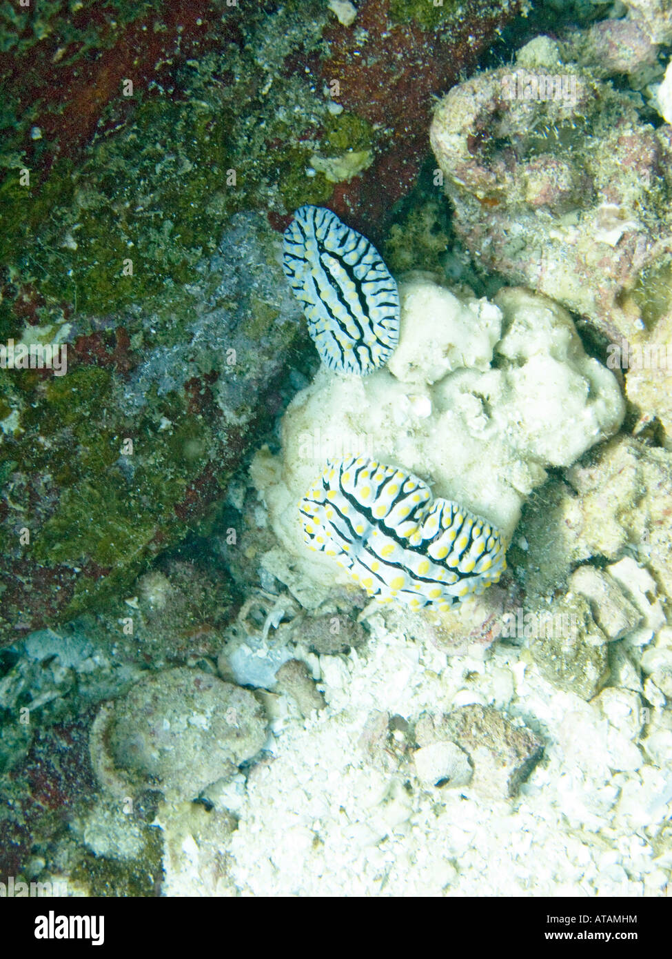 Two Varicose phyllidia nudibranch, Phyllidia varicosa February 4 2008 ...