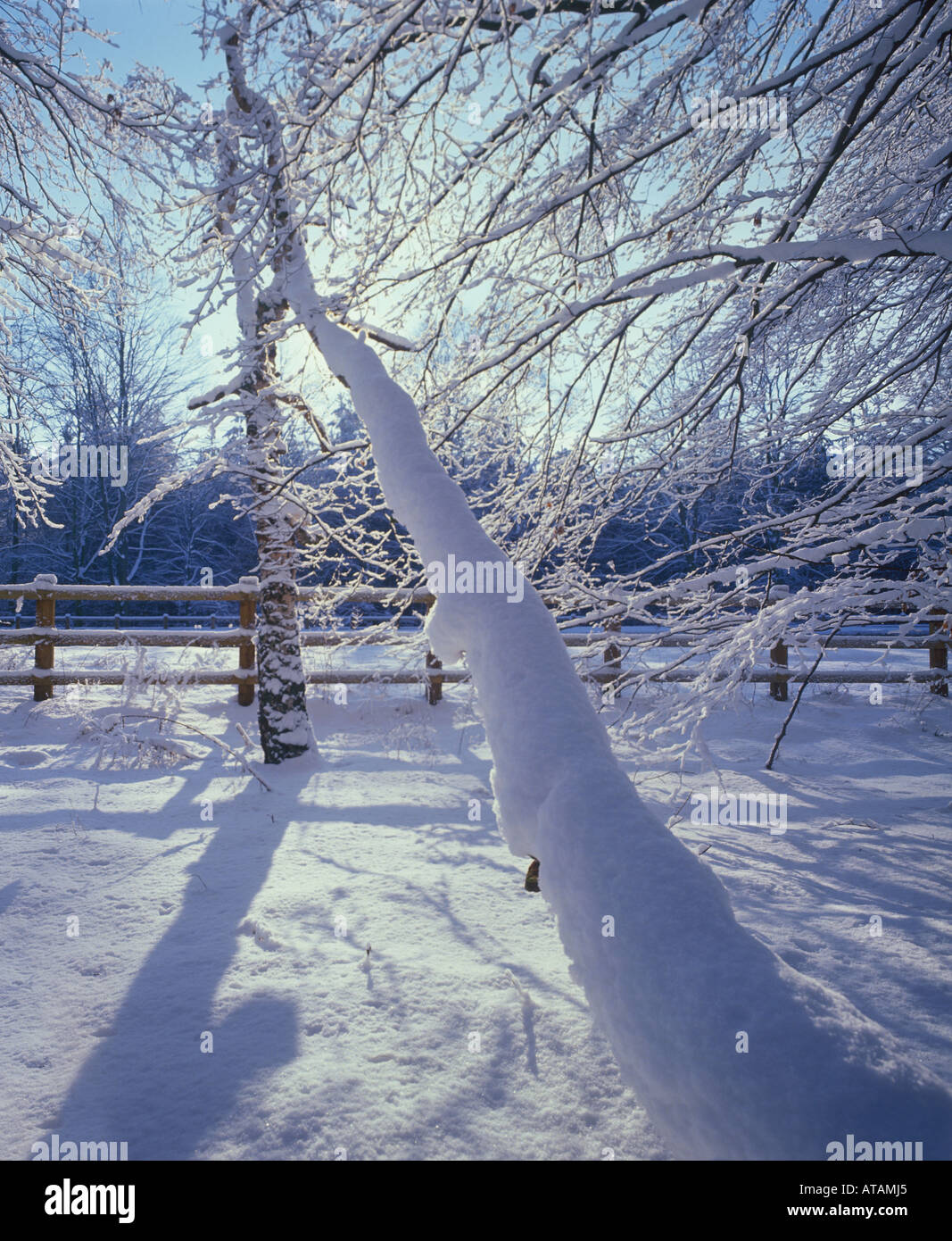 Pure white snow on tree hi-res stock photography and images - Alamy