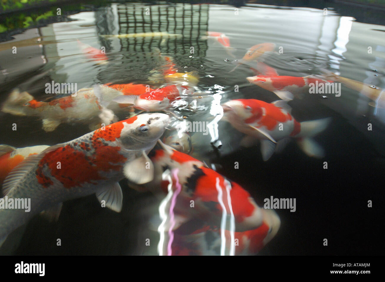 Koi carp swimming in a fish pond Stock Photo - Alamy
