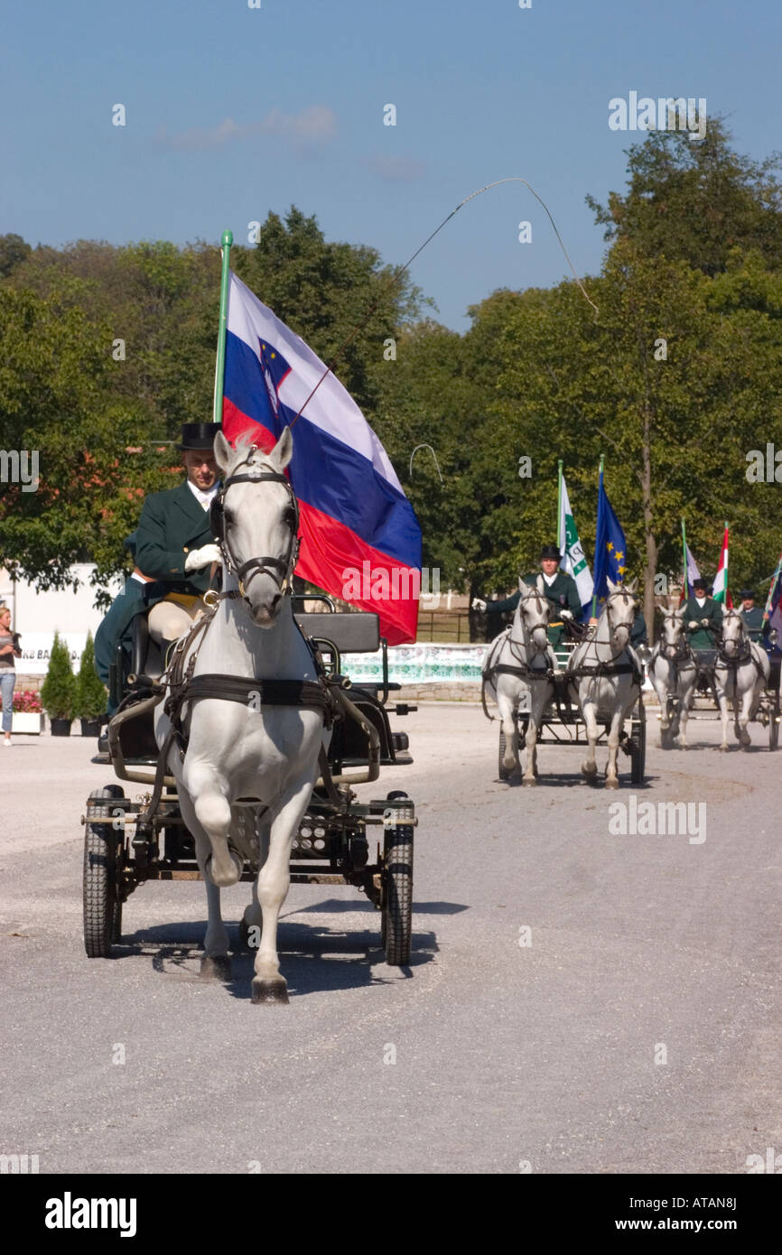 World famous lipizzaner horses at the Lipica Stud farm Slovenia Stock ...