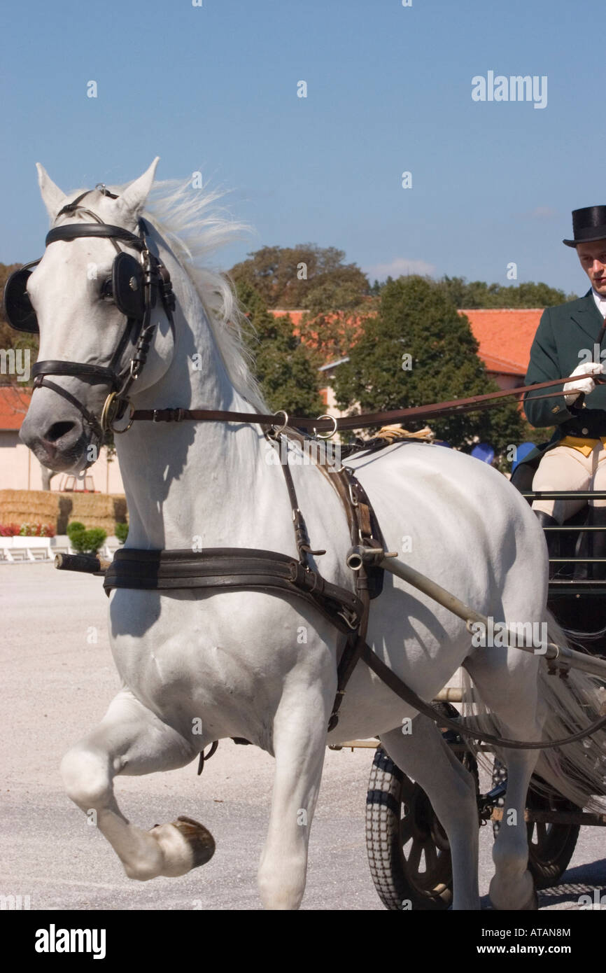 Famous Slovenian Horse High Resolution Stock Photography and Images - Alamy