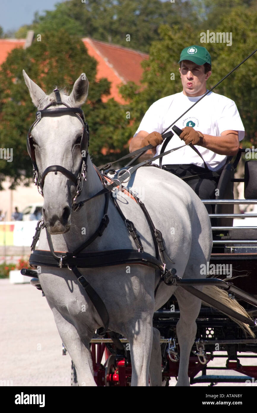 Famous Slovenian Horse High Resolution Stock Photography and Images - Alamy