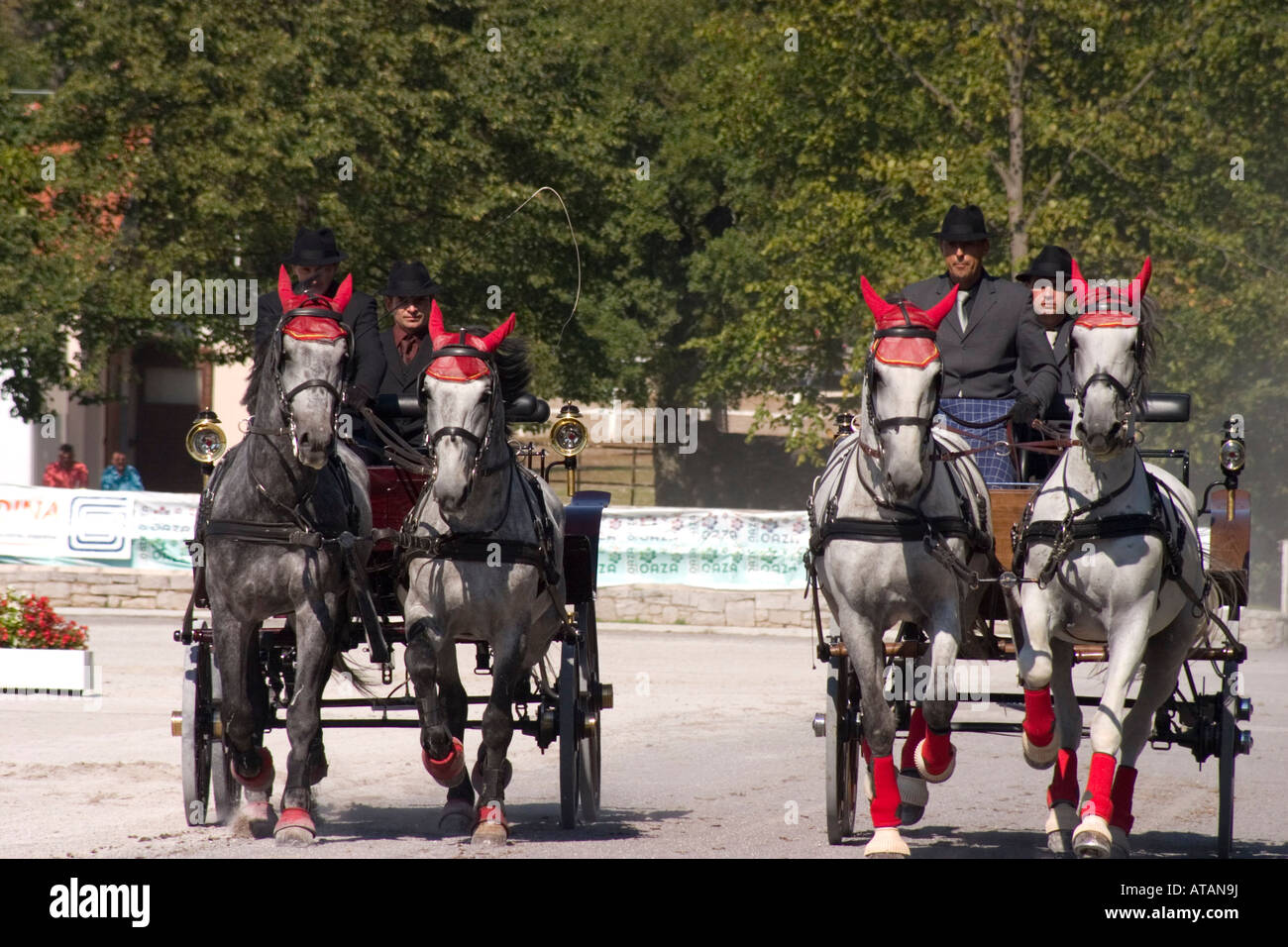 World famous lipizzaner horses at the Lipica Stud farm Slovenia Stock ...