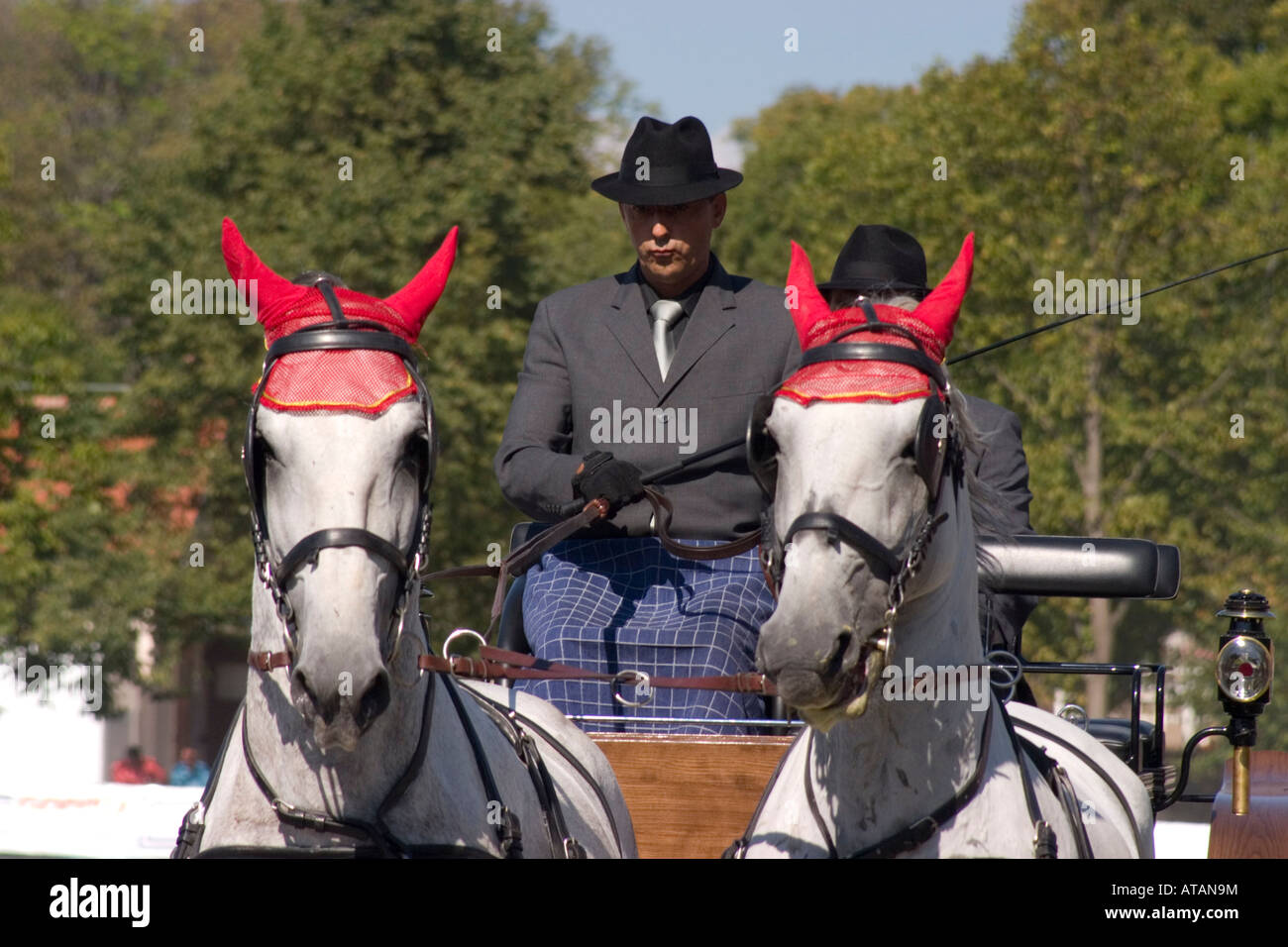 World famous lipizzaner horses at the Lipica Stud farm Slovenia Stock ...