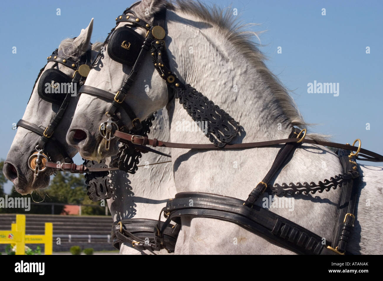 World famous lipizzaner horses at the Lipica Stud farm Slovenia Stock Photo - Alamy
