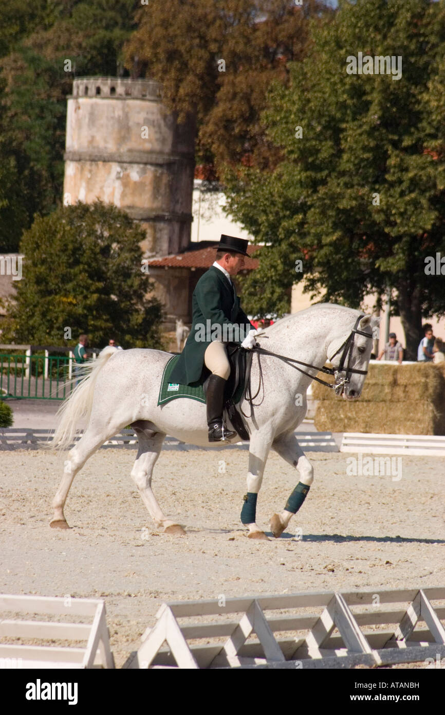 Famous Slovenian Horse High Resolution Stock Photography and Images - Alamy