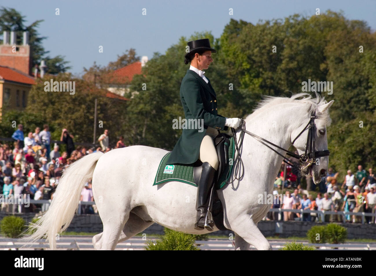 Famous Slovenian Horse High Resolution Stock Photography and Images - Alamy