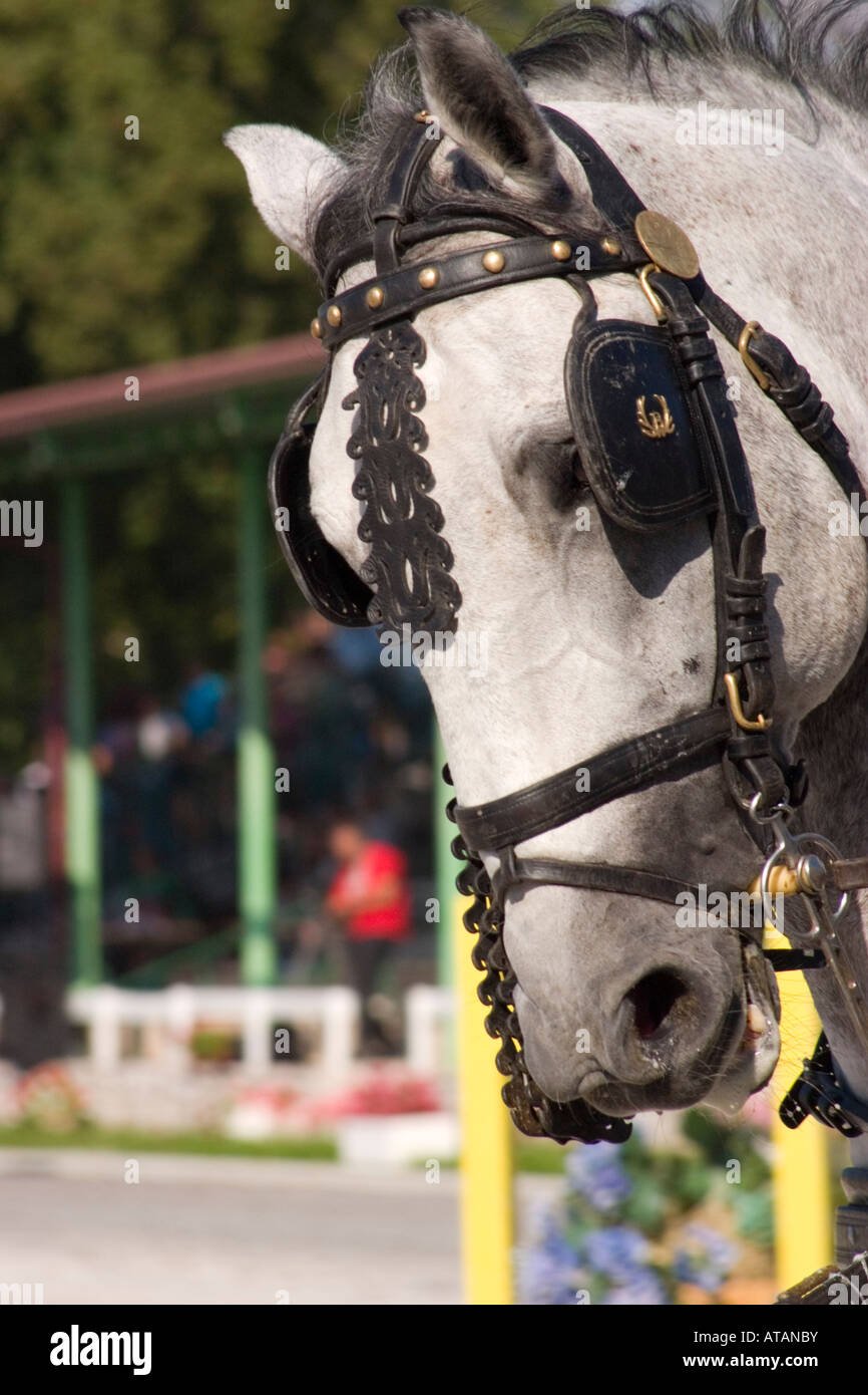 World famous lipizzaner horses at the Lipica Stud farm Slovenia Stock Photo - Alamy