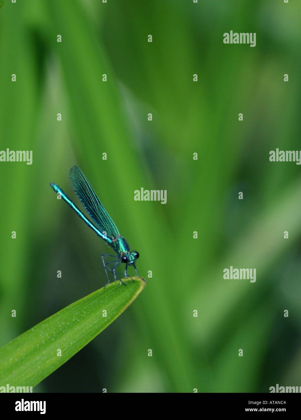 Damsel hi-res stock photography and images - Alamy
