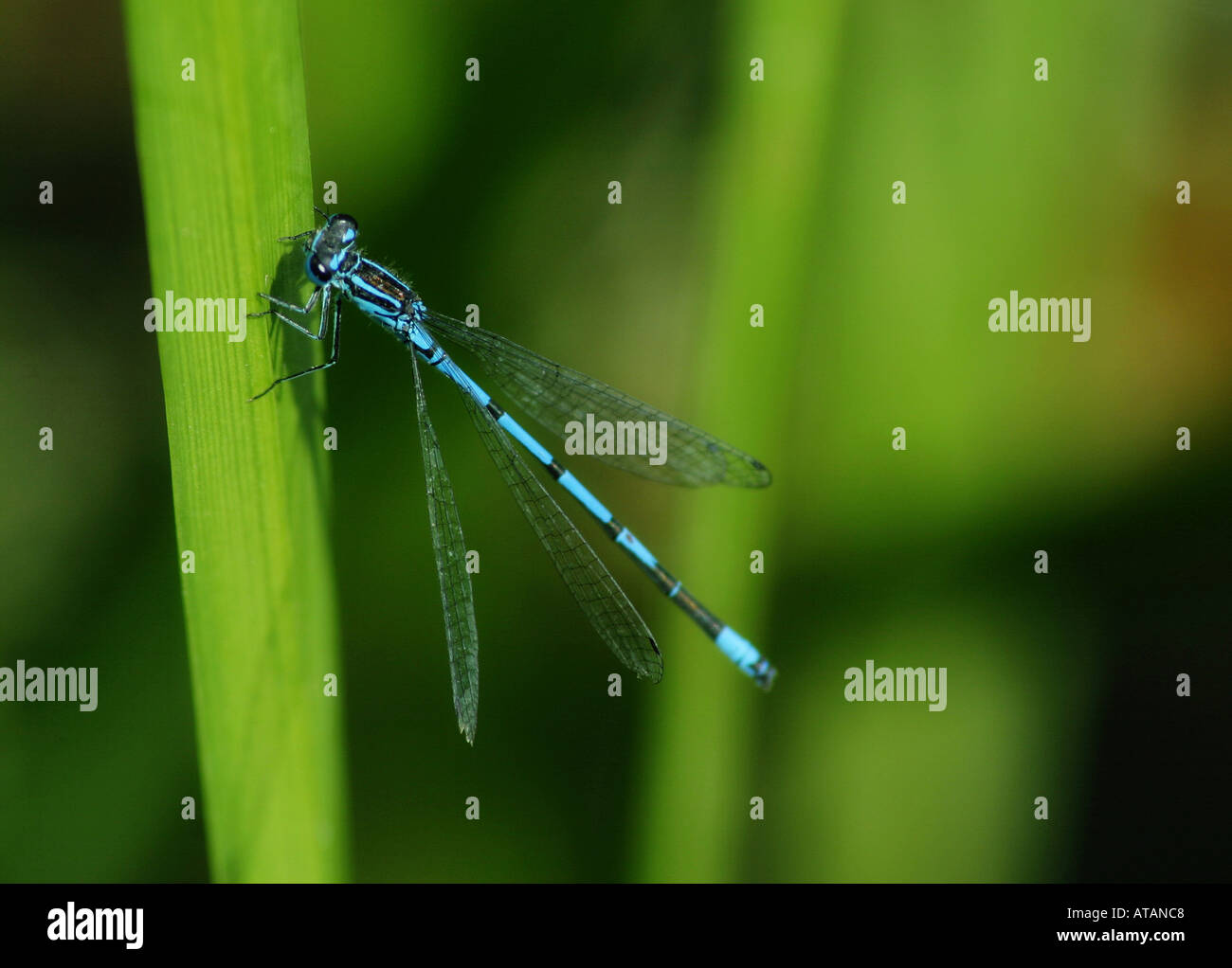 damsel fly 3 Stock Photo - Alamy