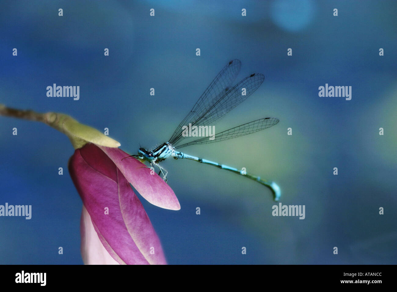 damsel fly 4 Stock Photo - Alamy