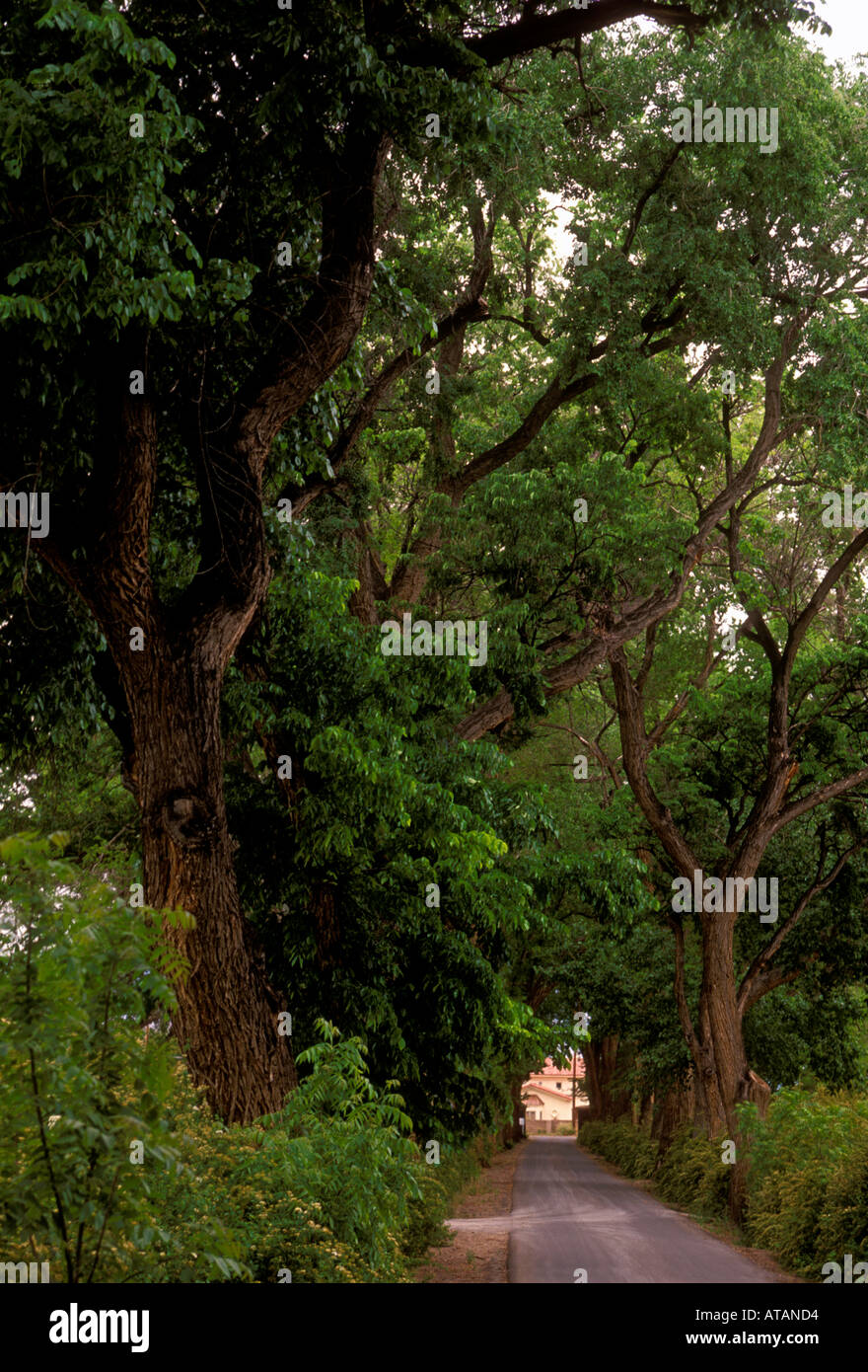 cottonwood trees, tree-lined drive, Los Poblanos Inn, Albuquerque, New ...