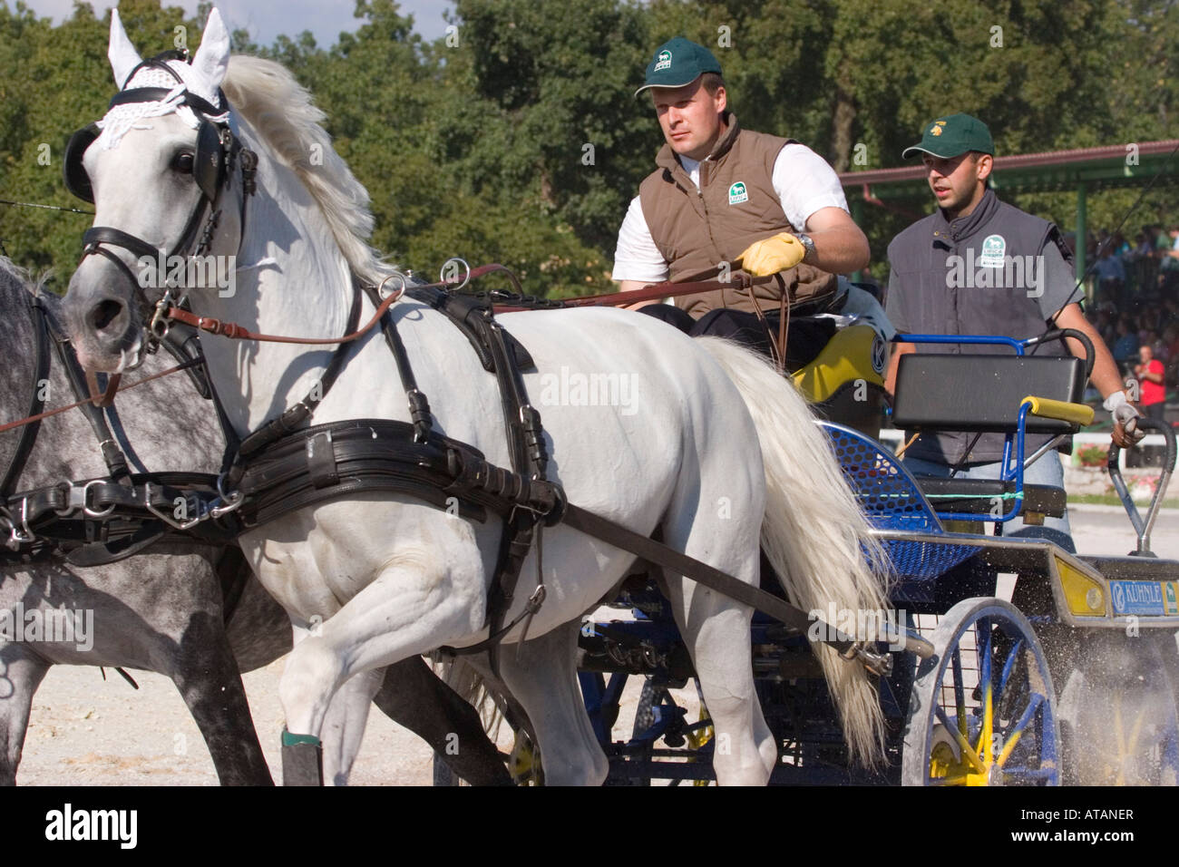 World famous lipizzaner horses at the Lipica Stud farm Slovenia Stock ...