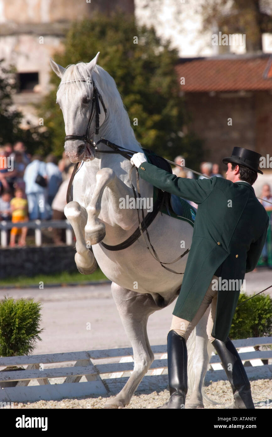 Lipizzaner horse jumping hi-res stock photography and images - Alamy