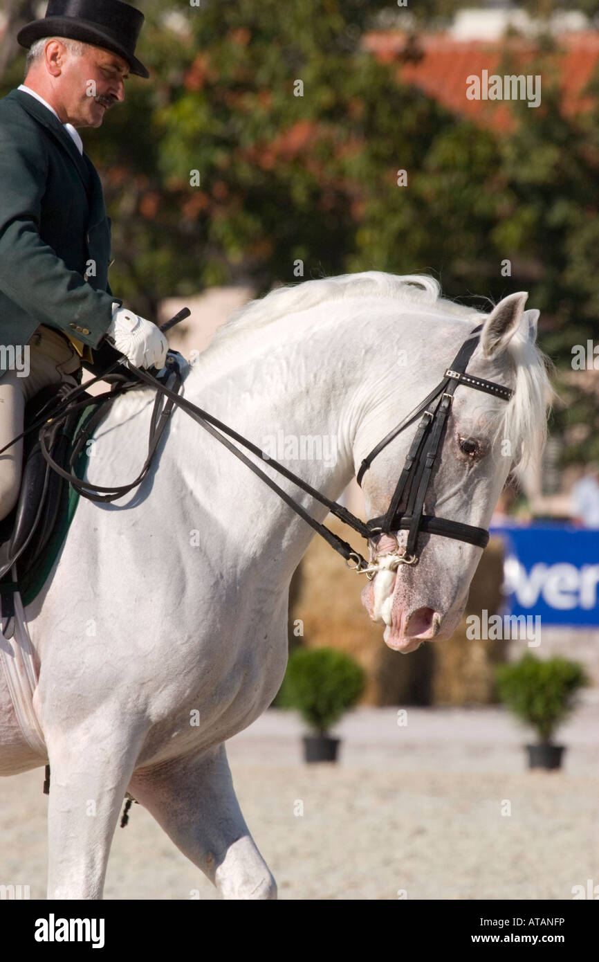 Famous Slovenian Horse High Resolution Stock Photography and Images - Alamy