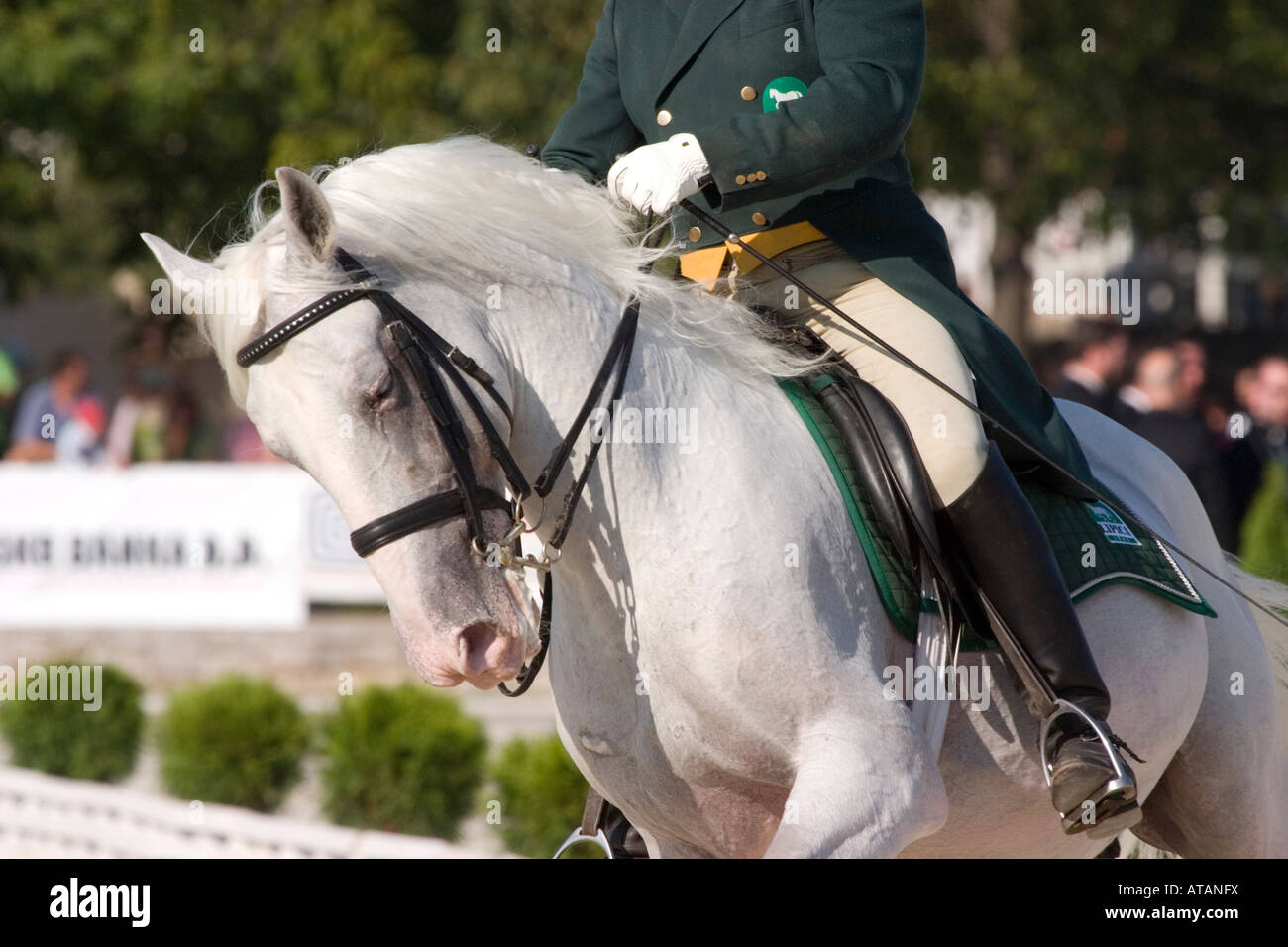 Famous slovenian horse hi-res stock photography and images - Alamy