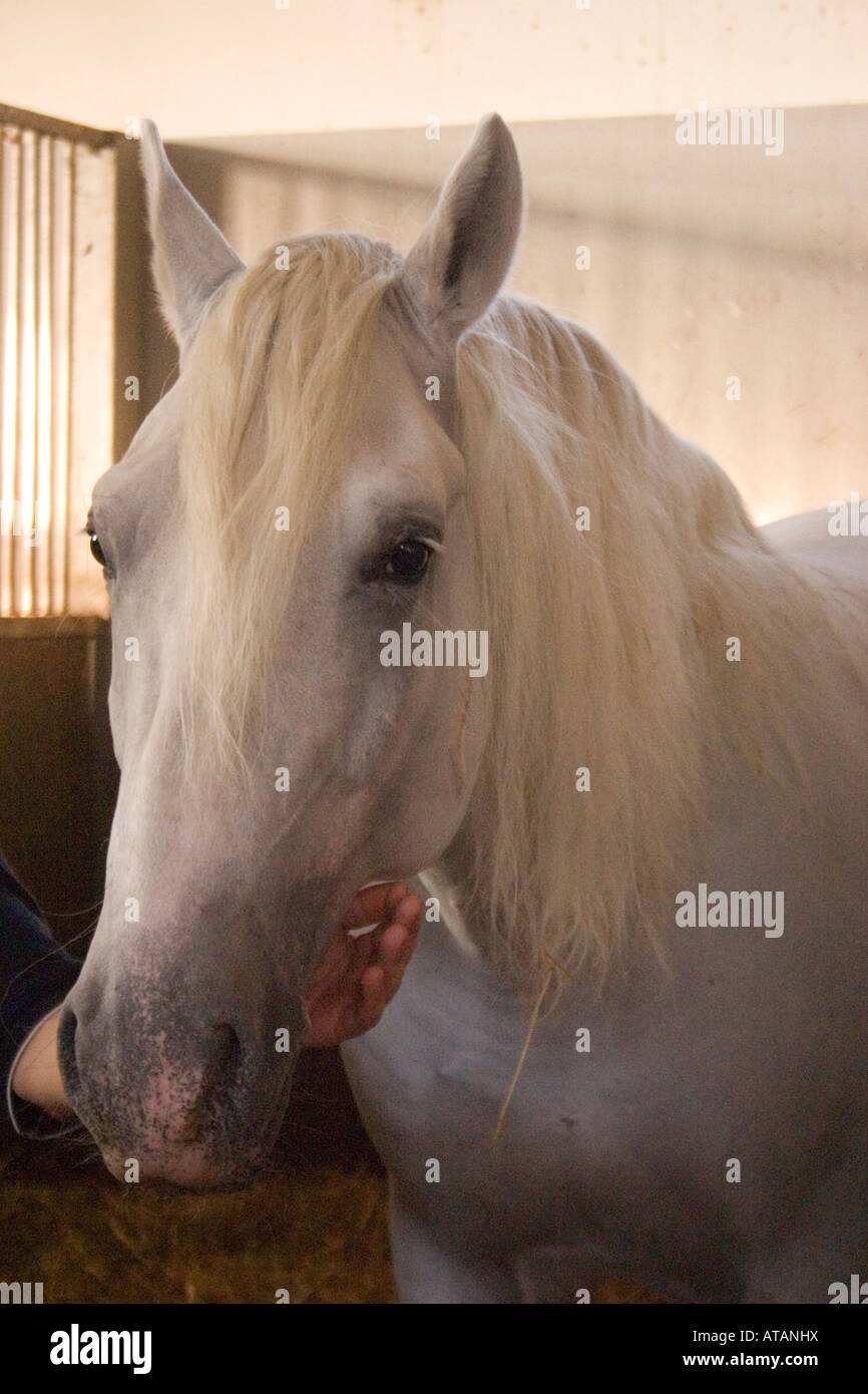 World famous lipizzaner horses at the Lipica Stud farm Slovenia Stock Photo - Alamy
