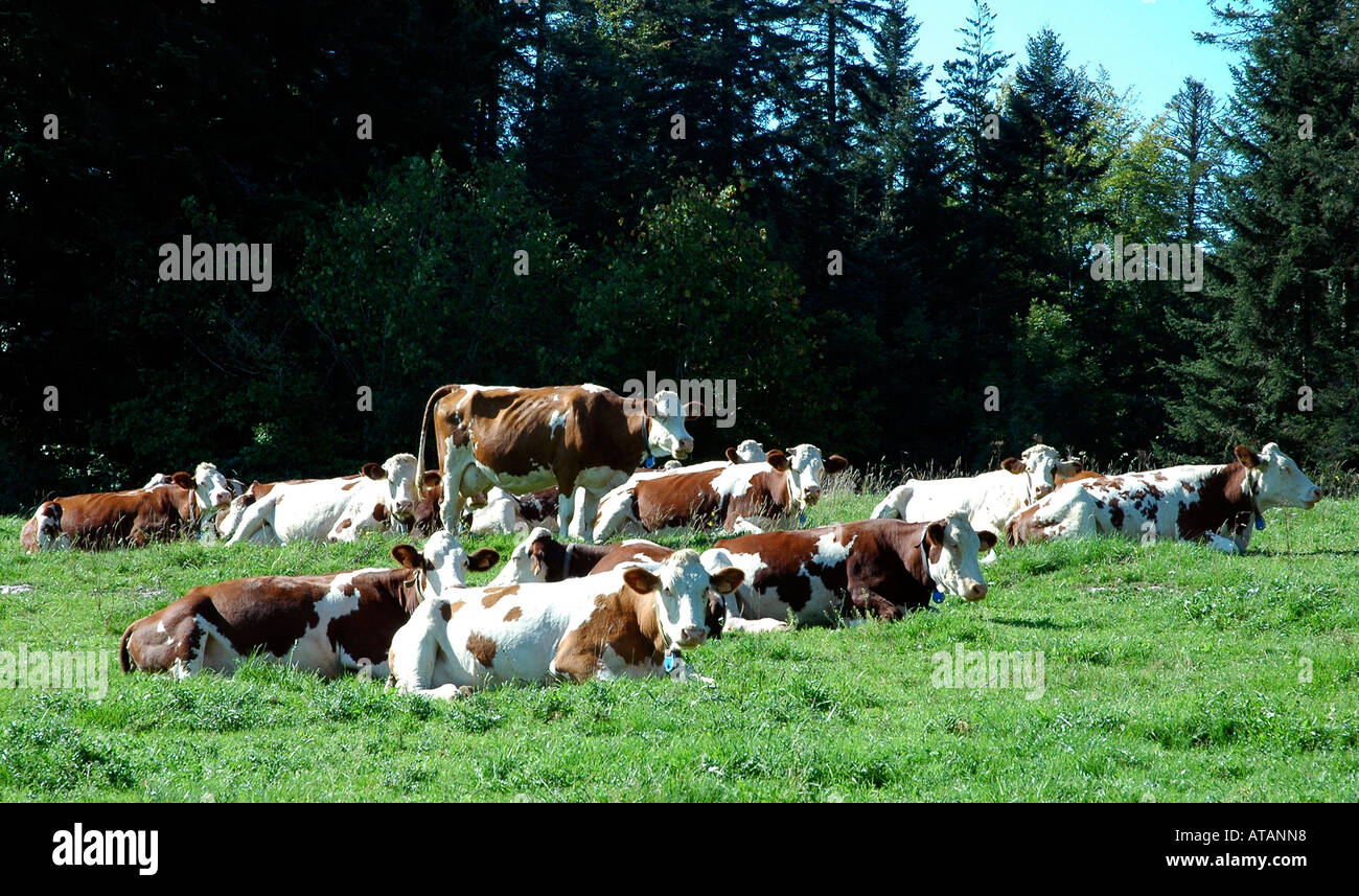 The Montbéliarde cow by France's AOC Appellation rules is the sole ...