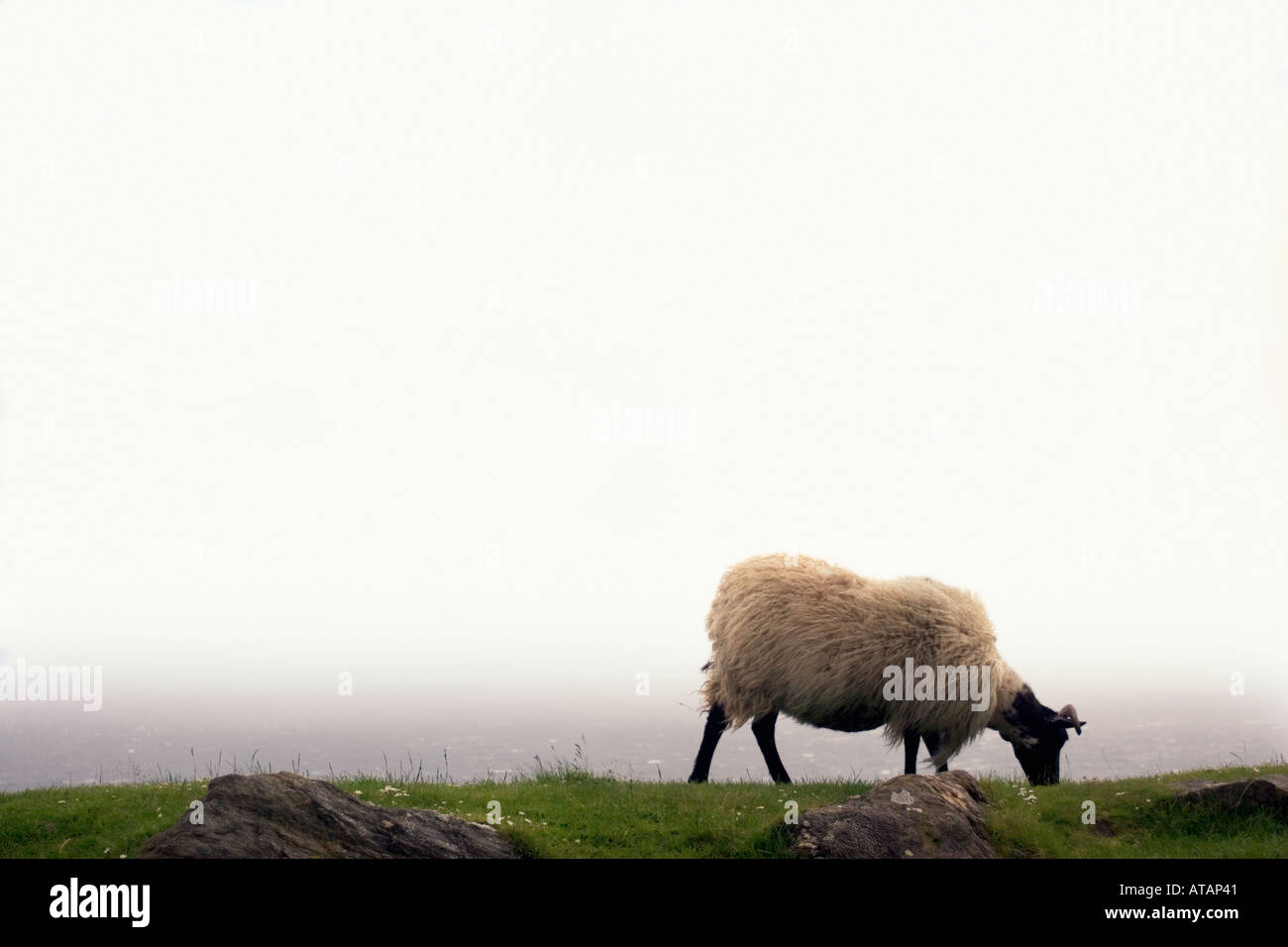 Sheep on a cliff, Achill Island, Ireland Stock Photo - Alamy