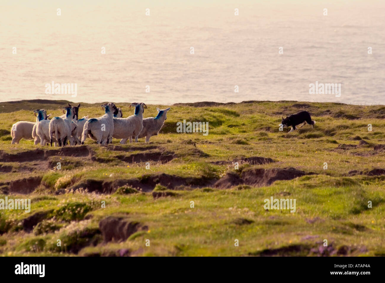 Irish sheep dog hi-res stock photography and images - Alamy