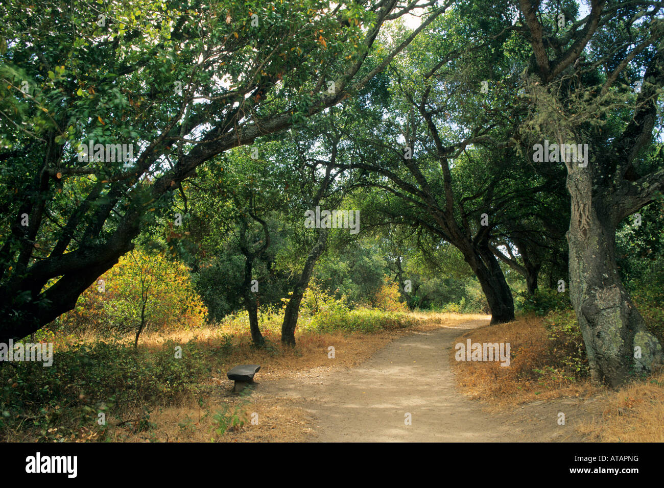 Trail through oak trees at Garland Ranch Regional Park Carmel Valley ...