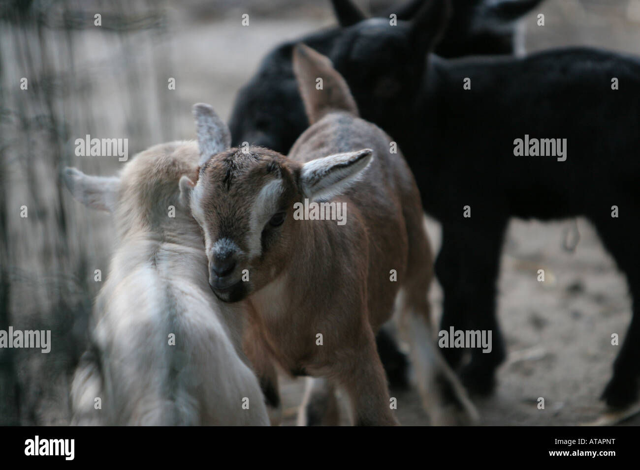 Little goats jumping and playing Stock Photo - Alamy