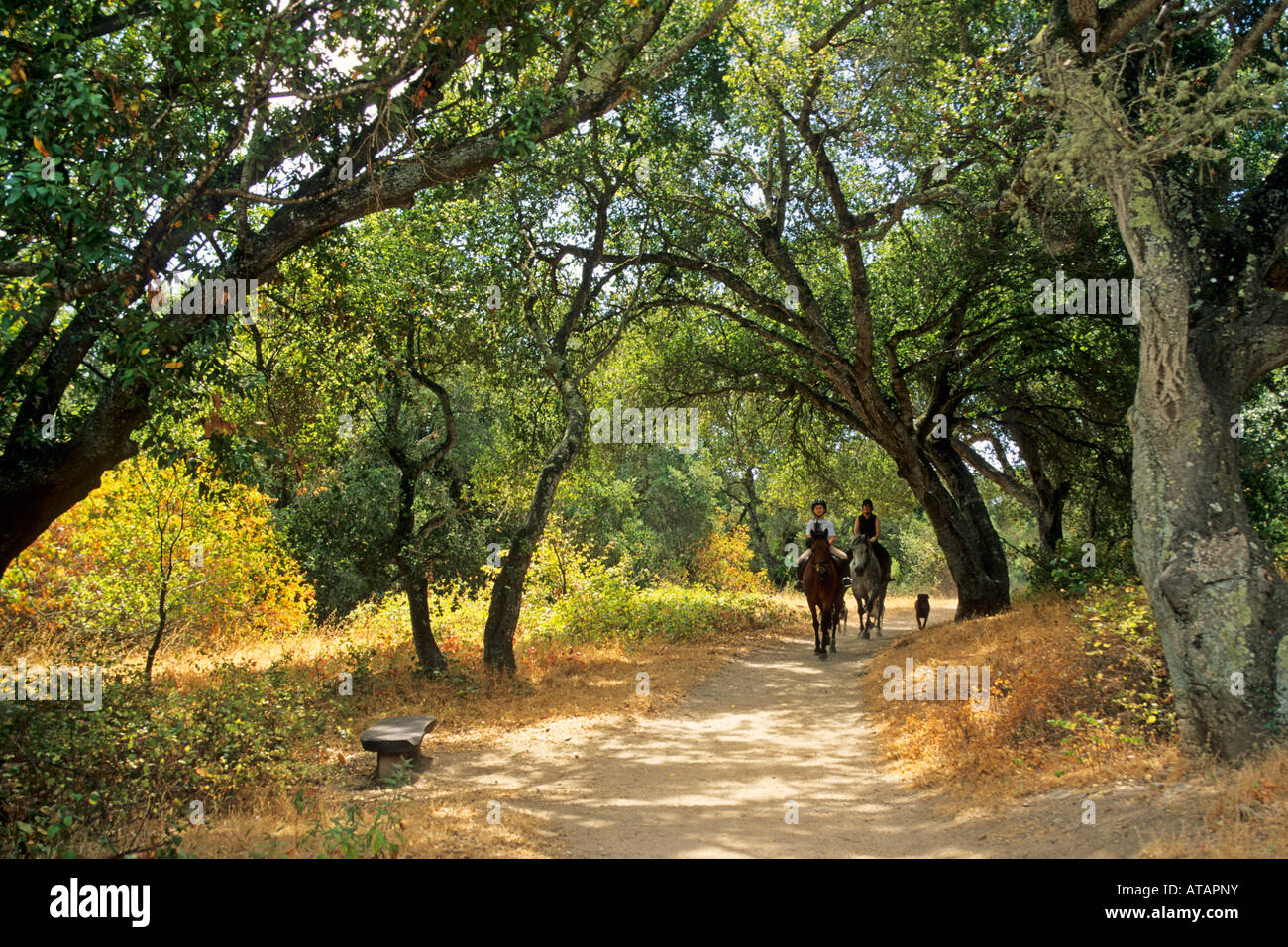 Horse riding on trail through oak trees at Garland Ranch Regional Park ...