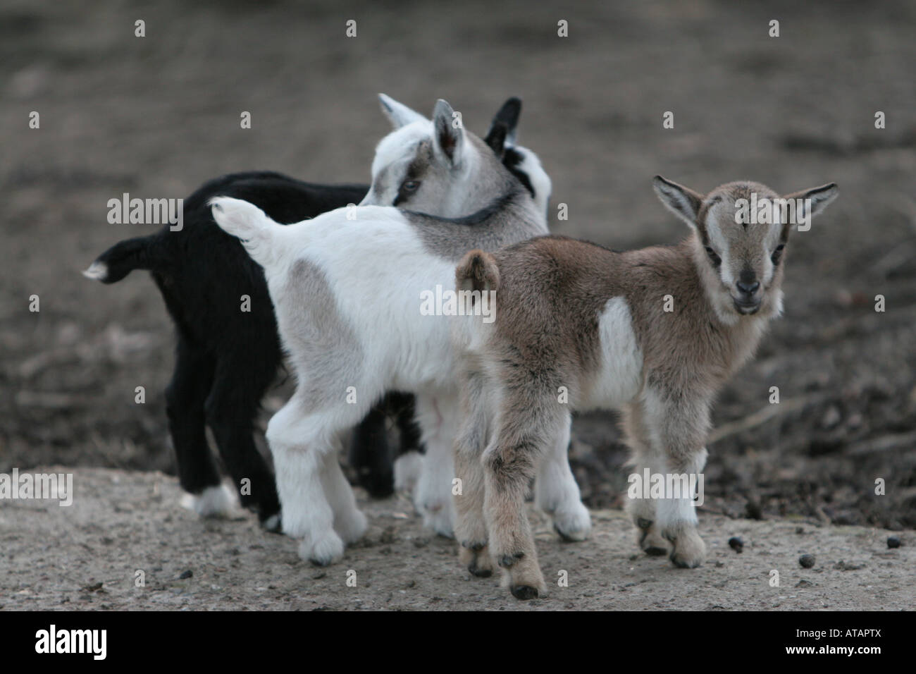 Little goats jumping and playing Stock Photo - Alamy