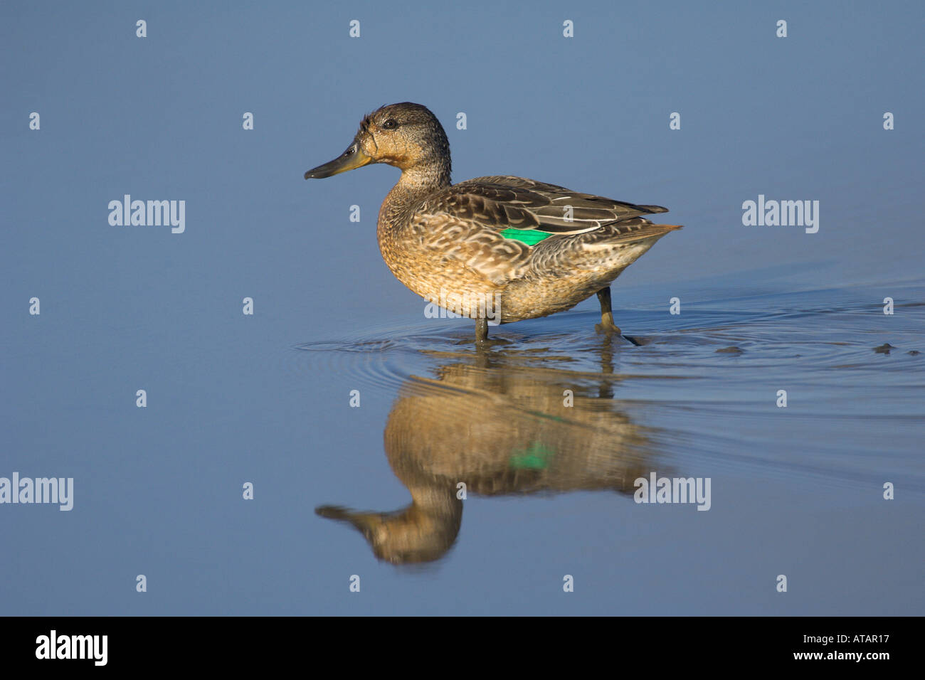 Common teal Anas crecca adult female or duck wading, showing green ...