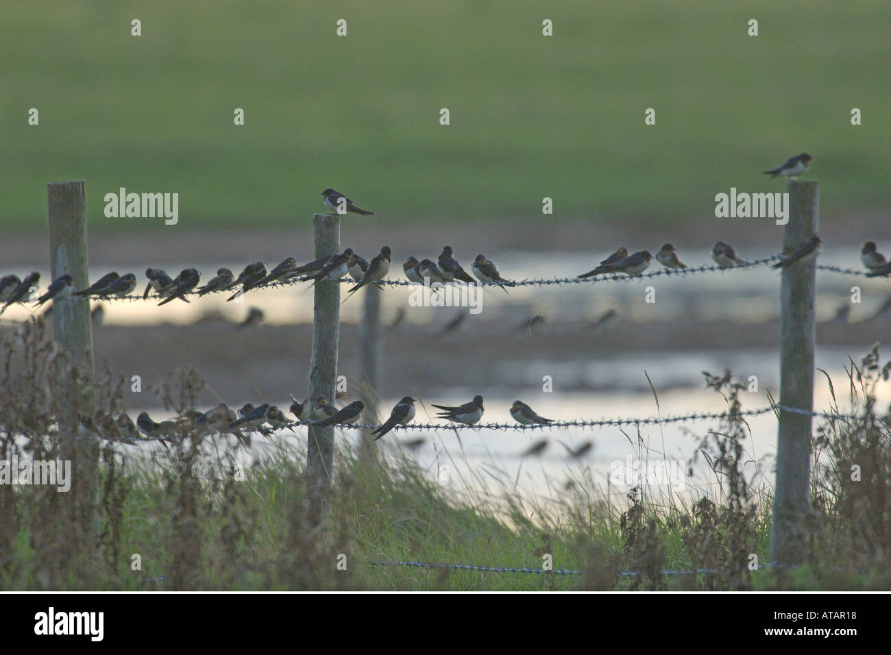 Barn swallow Hirundo rustica pre migratory roost flock in early autumn ...