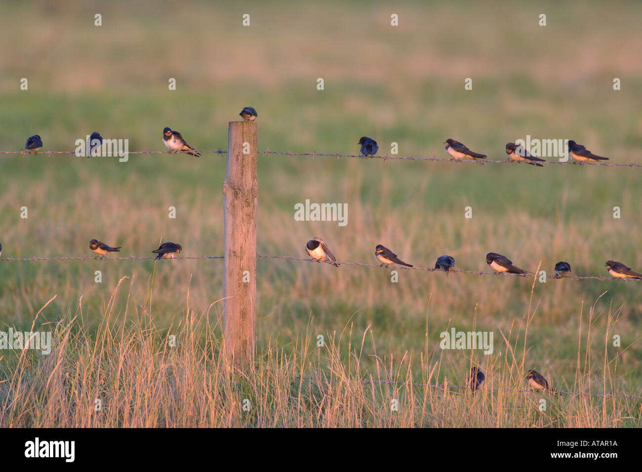 Pre migration swallow hi-res stock photography and images - Alamy