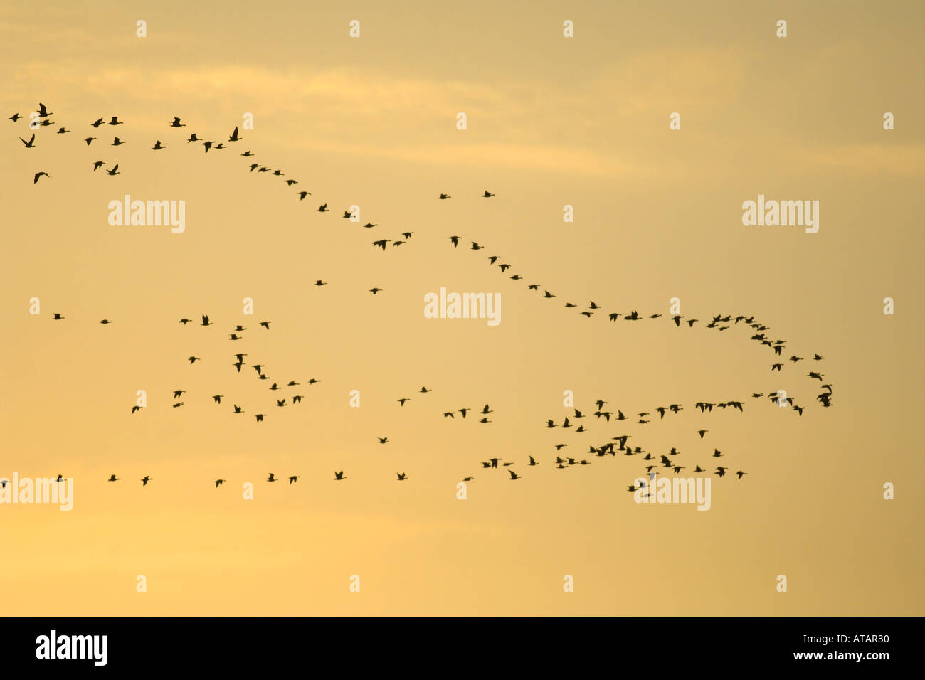 Dawn flight of pink footed geese Anser brachyrhynchus in loose V ...