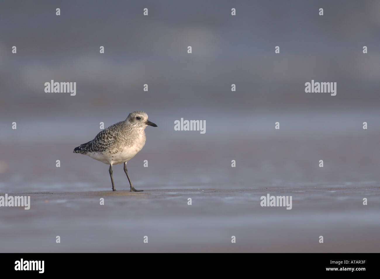 Grey plover winter plumage hi-res stock photography and images - Alamy