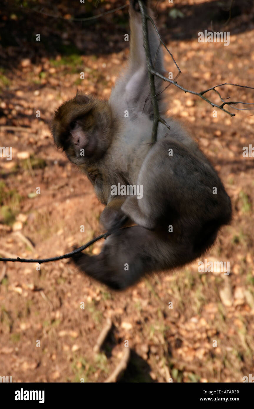 Barbary Macaque Monkey Stock Photo - Alamy