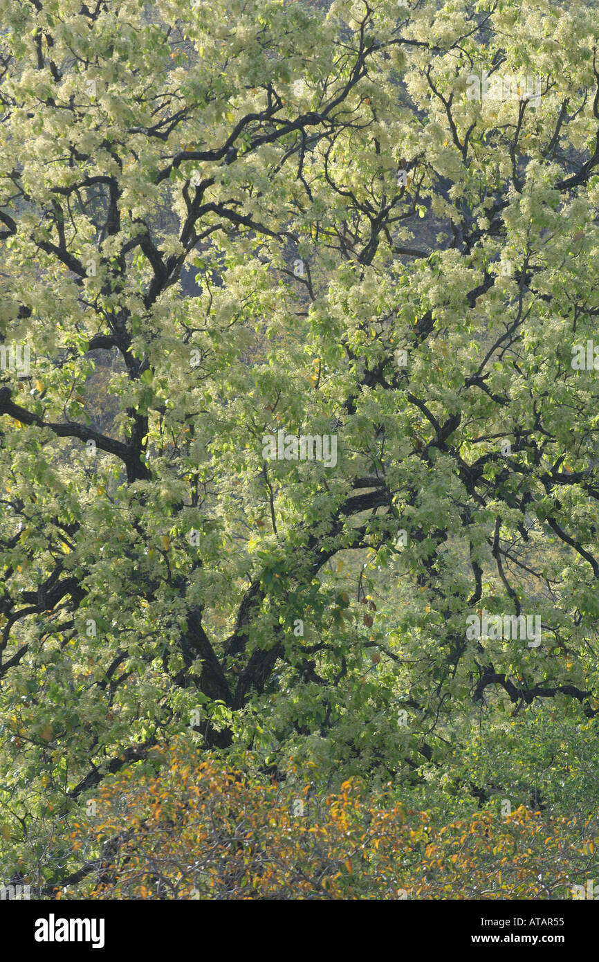 Sal tree Shorea robusta in blossom Bandhavgarh National Park Madhya ...