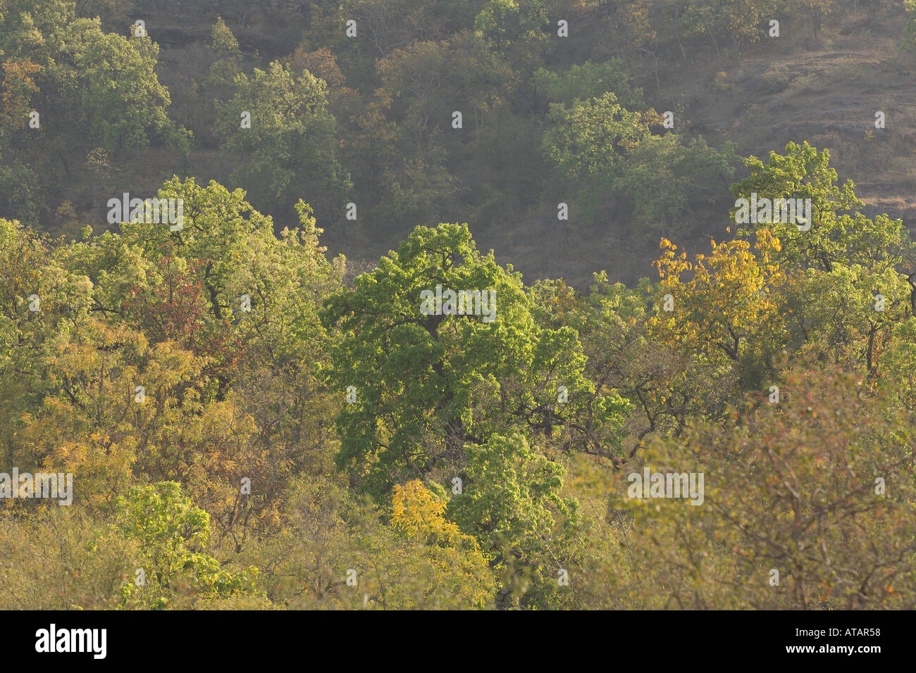 Sal Tree Stock Photos & Sal Tree Stock Images - Alamy