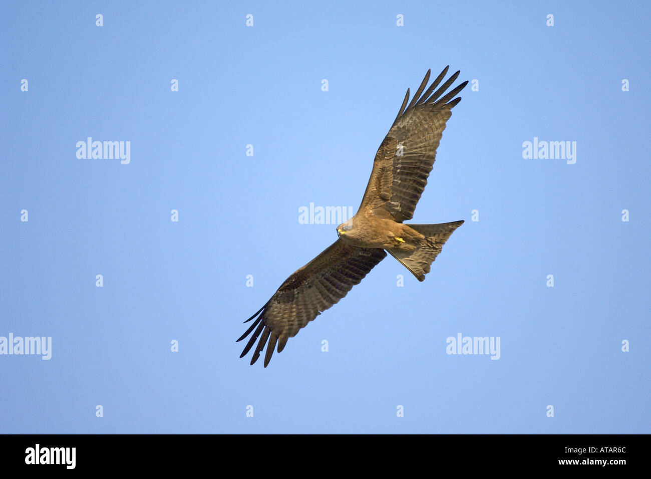 Indian black kite raptor bird hi-res stock photography and images - Alamy