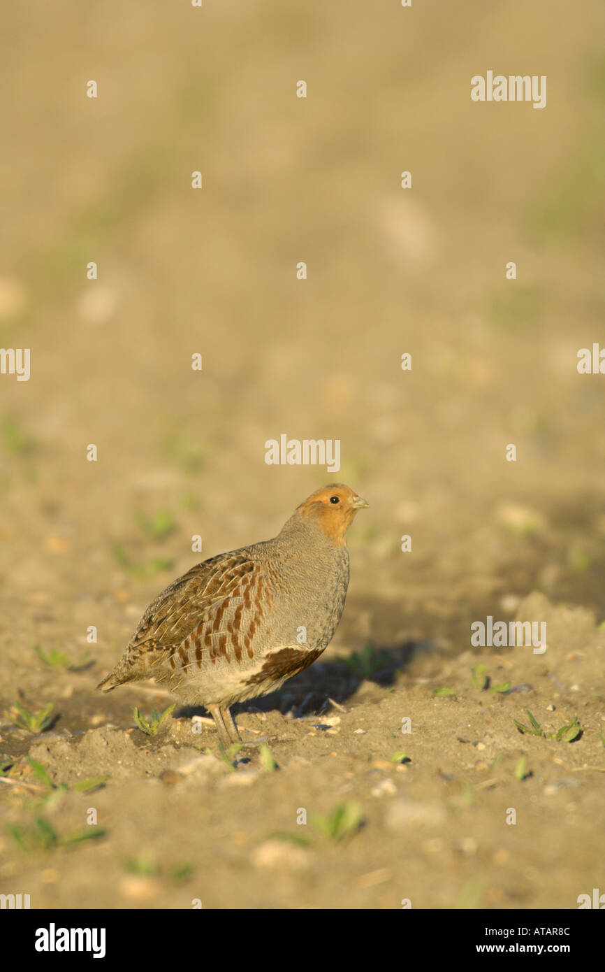 Grey partridge Perdix perdix spring male in arable field Hertfordshire ...