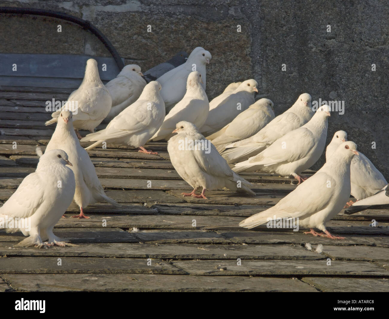 Clustered roof hi-res stock photography and images - Alamy