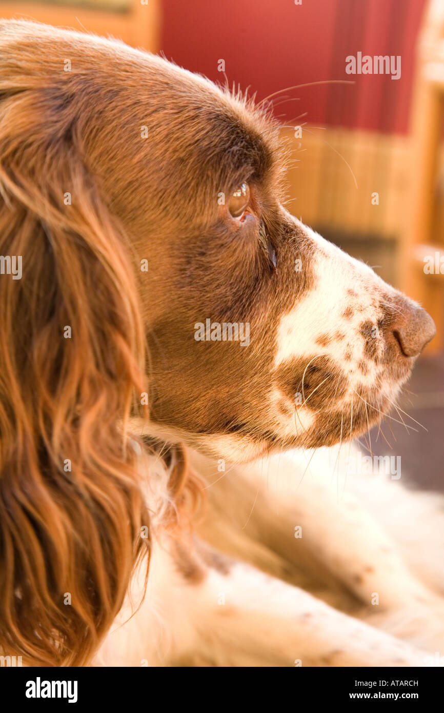 Springer Spaniel lying on floor Stock Photo - Alamy