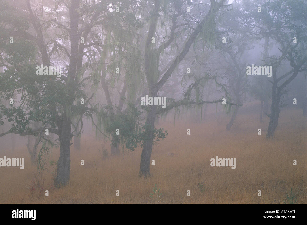 Oak trees in fog Cachaqua Road above Carmel Valley Monterey County ...