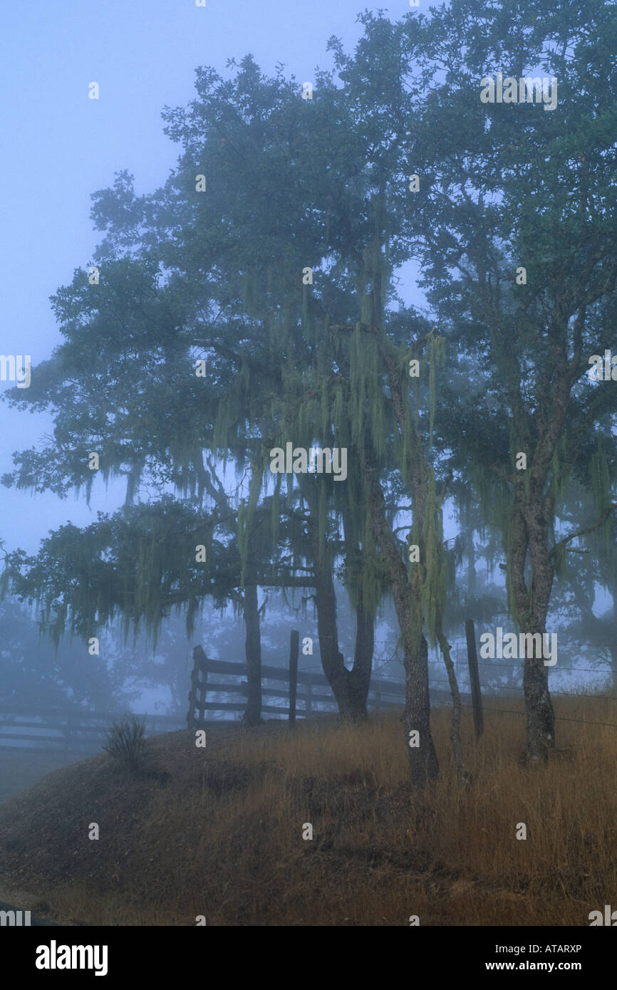 Oak trees in fog along Cachaqua Road above Carmel Valley Monterey ...