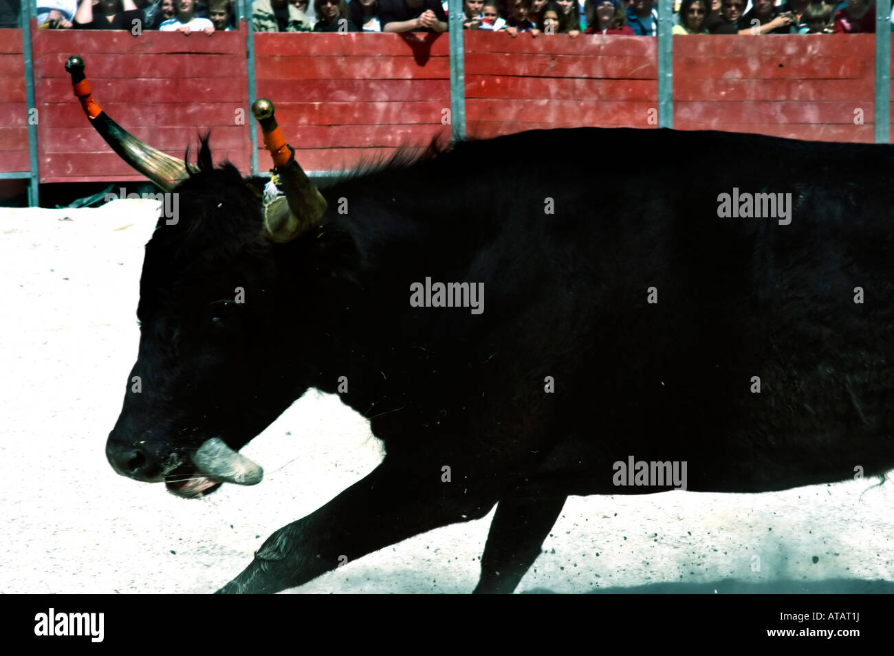 Arles France, Bull in Traditional Carmaque Bullfighting Ceremony "Feria ...