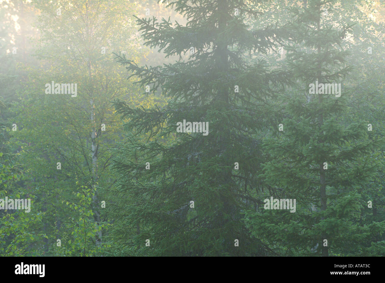 Taiga finland forest hi-res stock photography and images - Alamy