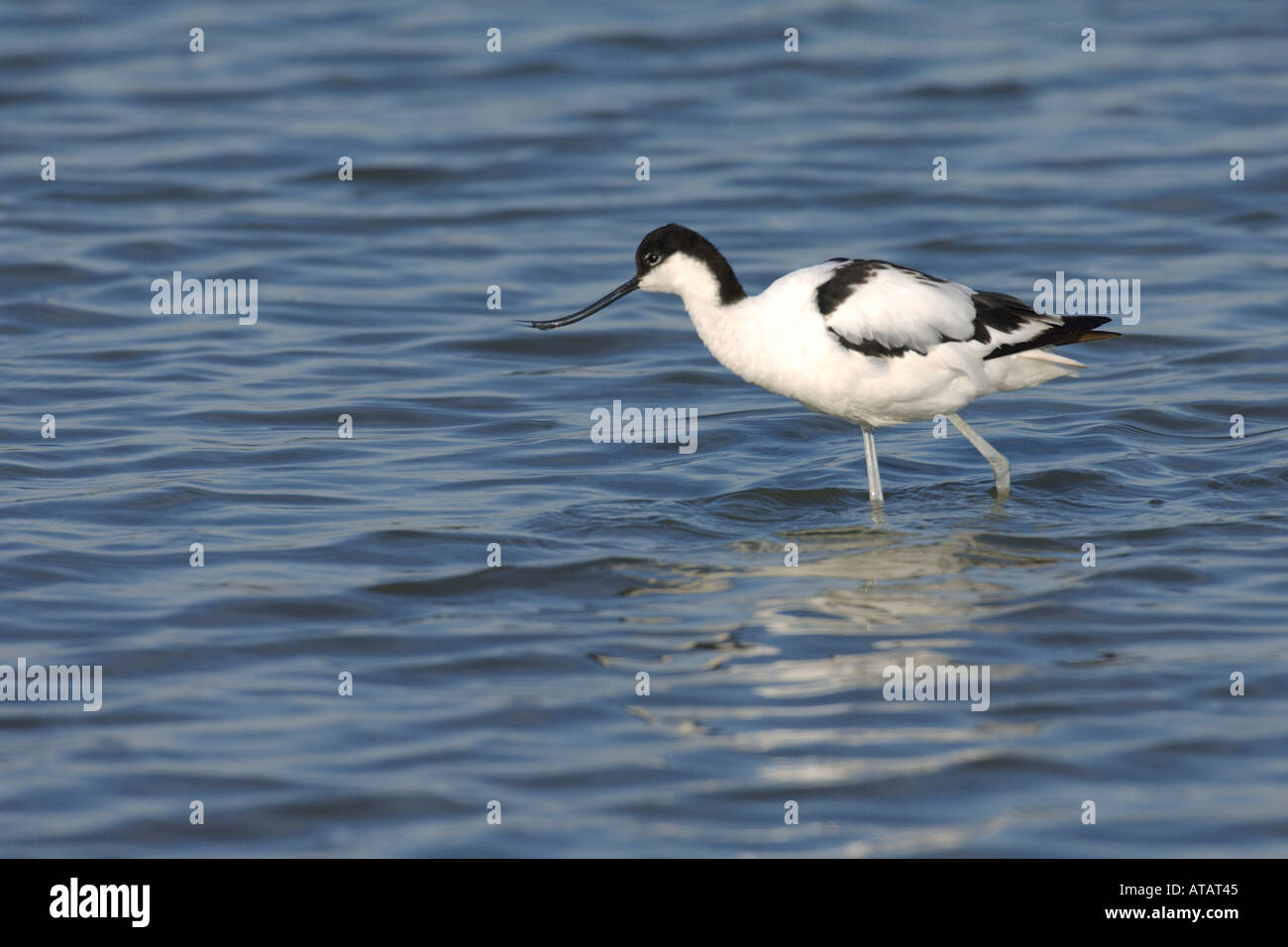 Avocet feeding uk hi-res stock photography and images - Alamy