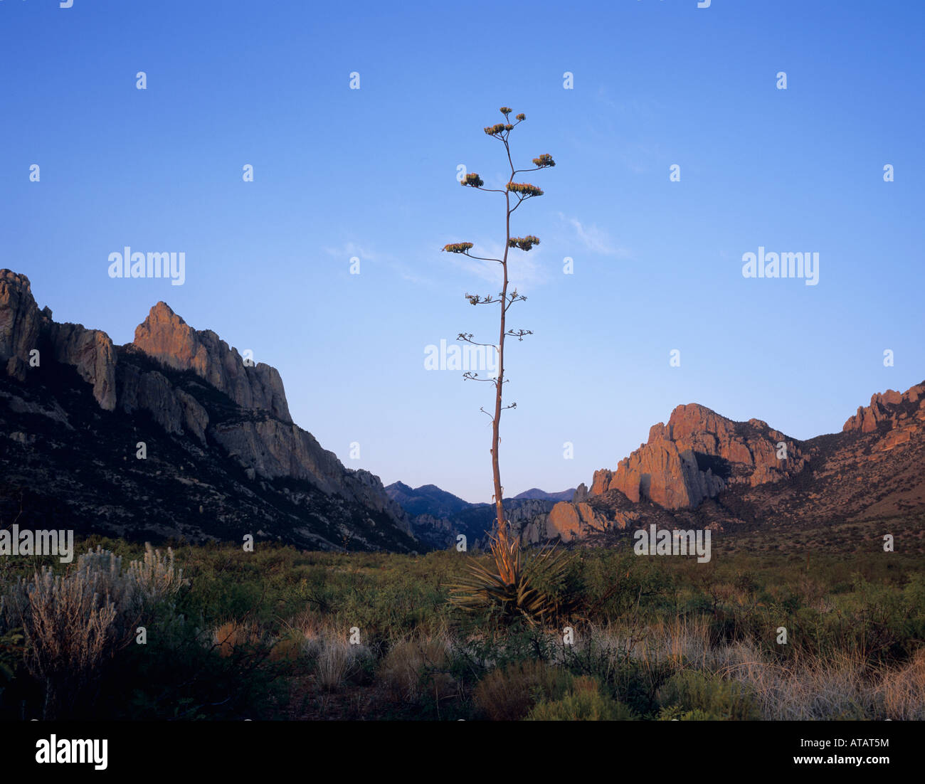 Agave Agave sp. blooming at sunrise Chiricahua Mountains Portal Arizona ...