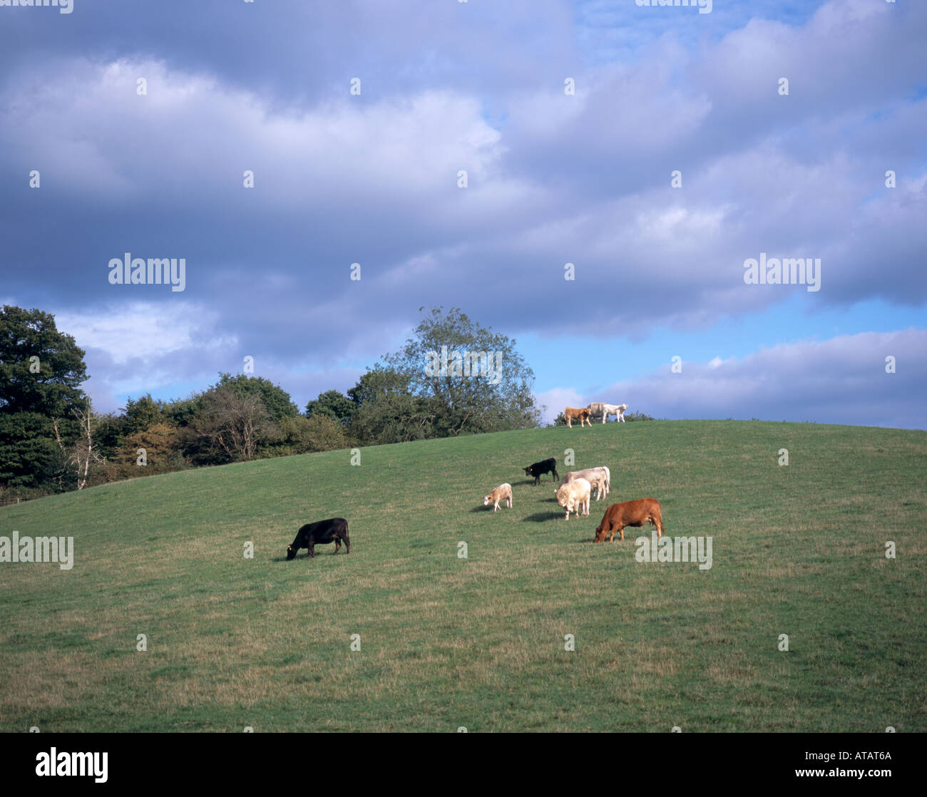 Herd of cattle on a steep hill, Kent, England, UK Stock Photo - Alamy