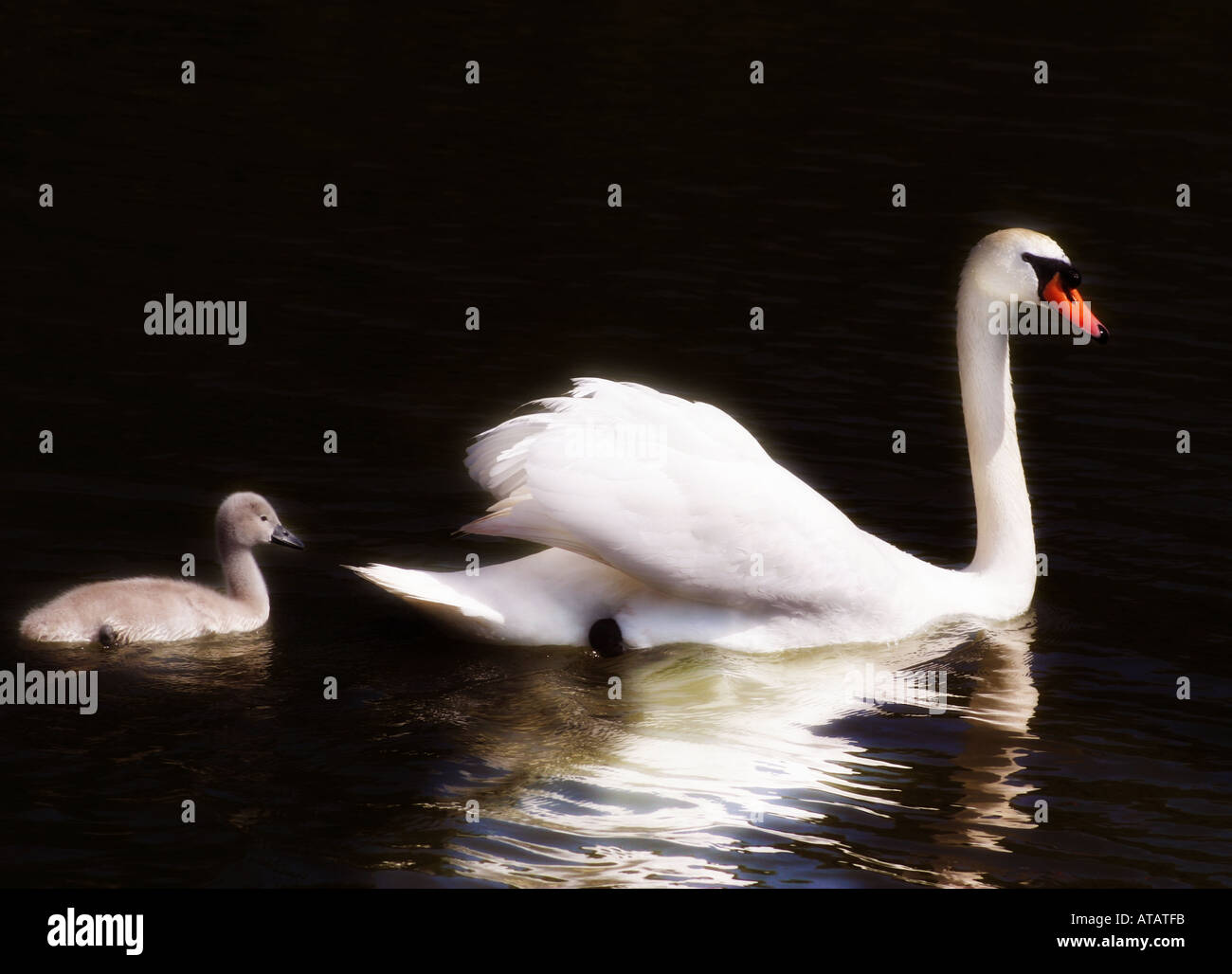 Swan signet hi-res stock photography and images - Alamy