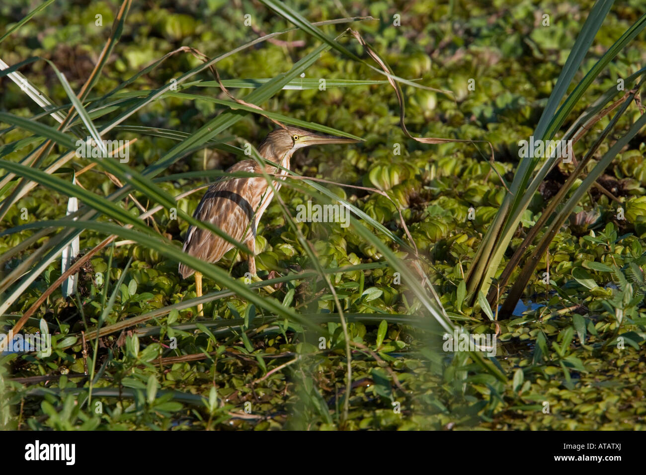 Yellow Bitterm Sri Lanka Stock Photo - Alamy