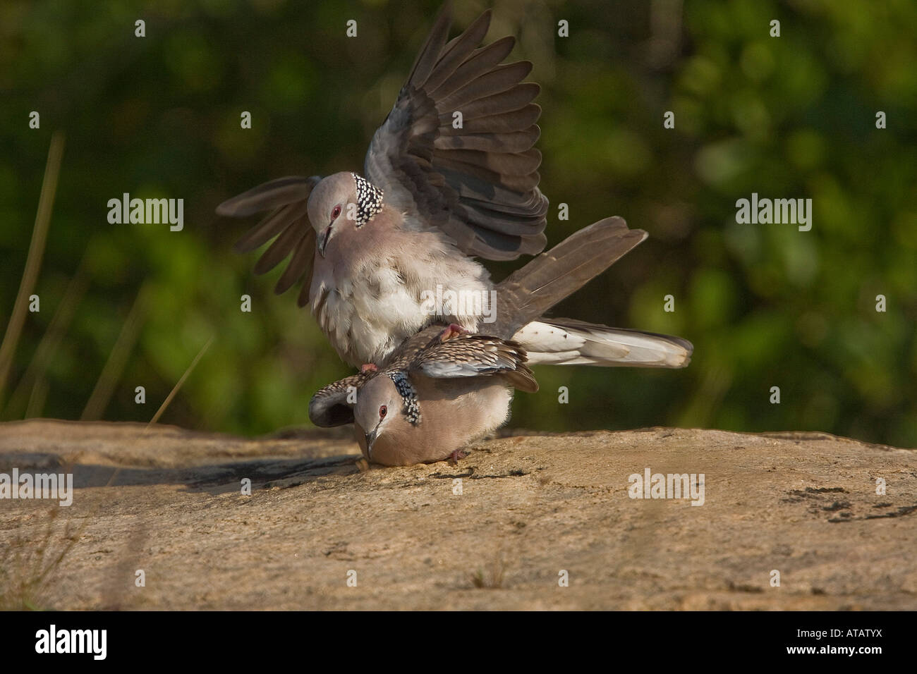 Mating Spotted Doves Sri Lanka Stock Photo - Alamy
